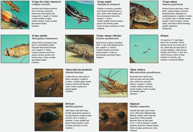 Streams – Hawaiʻi Biodiversity