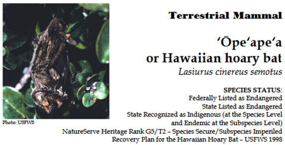 Hawaiian Hoary Bat – Hawaiʻi Biodiversity