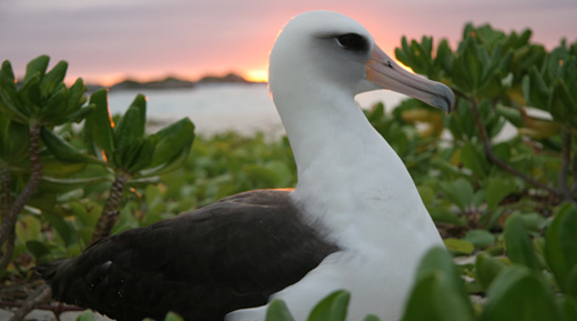 Seabirds – Hawaiʻi Biodiversity