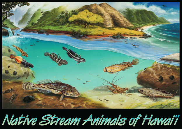 Stream Fish and Invertebrates – Hawaiʻi Biodiversity
