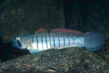 Stream Fish and Invertebrates – Hawaiʻi Biodiversity