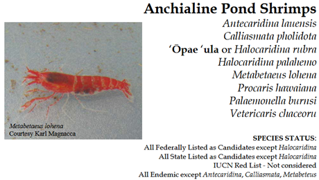 Crustaceans – Hawaiʻi Biodiversity