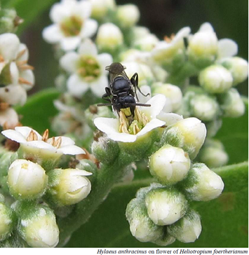 Insects – Hawaiʻi Biodiversity
