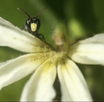 Insects – Hawaiʻi Biodiversity