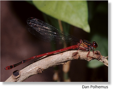 Insects – Hawaiʻi Biodiversity