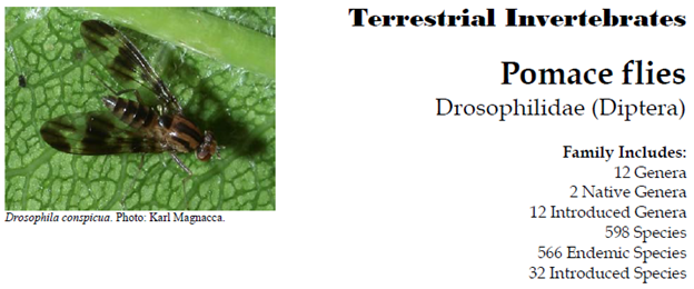 Insects – Hawaiʻi Biodiversity