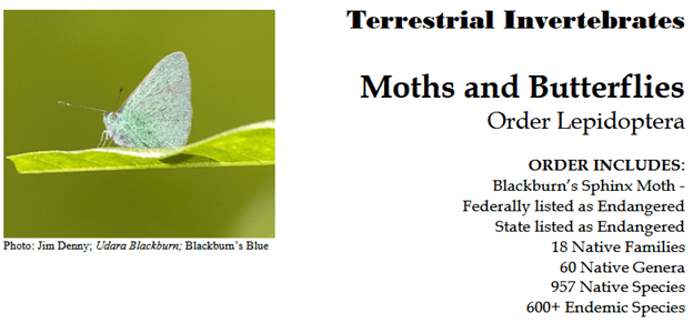 Insects – Hawaiʻi Biodiversity