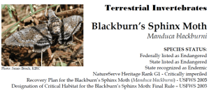 Insects – Hawaiʻi Biodiversity