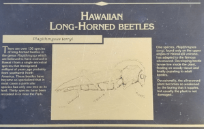 Insects – Hawaiʻi Biodiversity