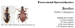 Insects – Hawaiʻi Biodiversity
