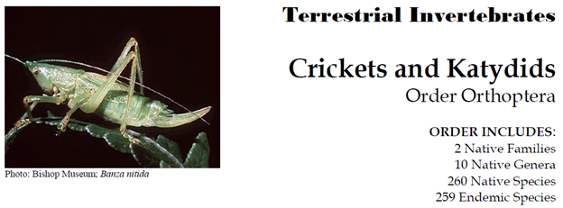 Insects – Hawaiʻi Biodiversity