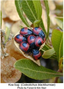 Misc. Orders and Suborders – Hawaiʻi Biodiversity